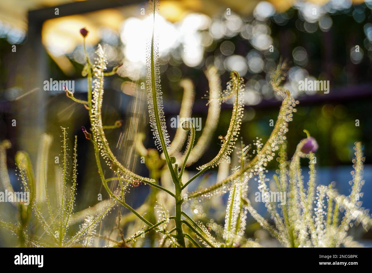 Drosera indica with sunshine. Insectivorous plant. Closeup Flowers ...