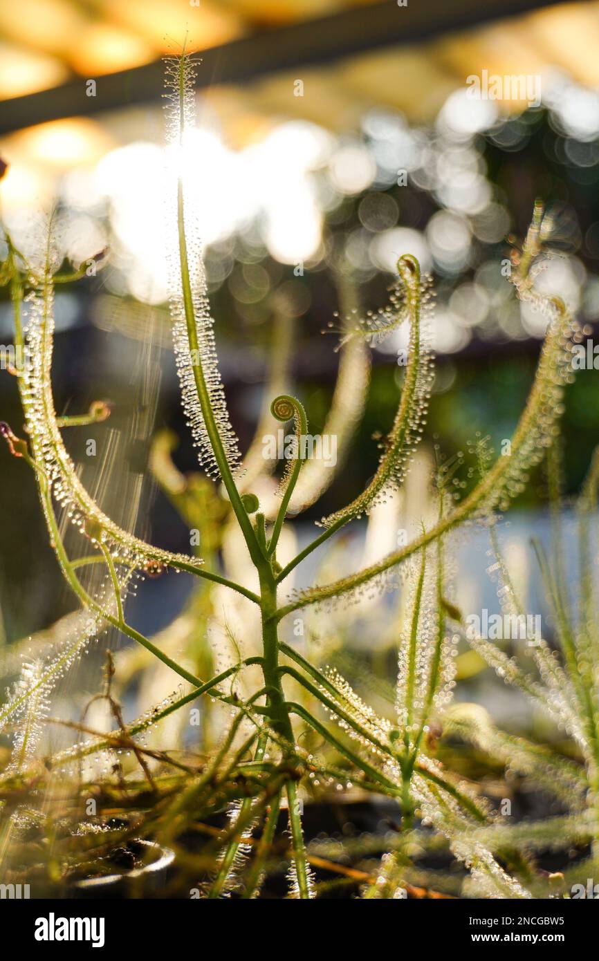 Portrait of drosera indica with sunshine. Insectivorous plant. Closeup ...