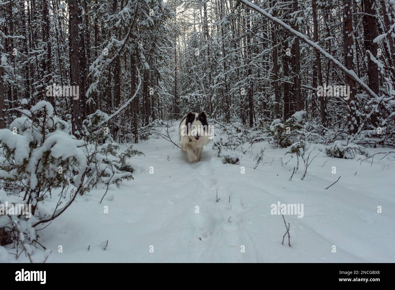 An old white dog of the Yakut Laika breed alone walks on a road in a ...