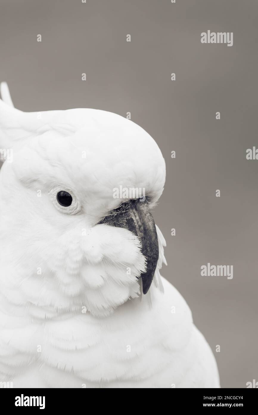Sulphur Crested Cockatoo super cute bird Stock Photo - Alamy