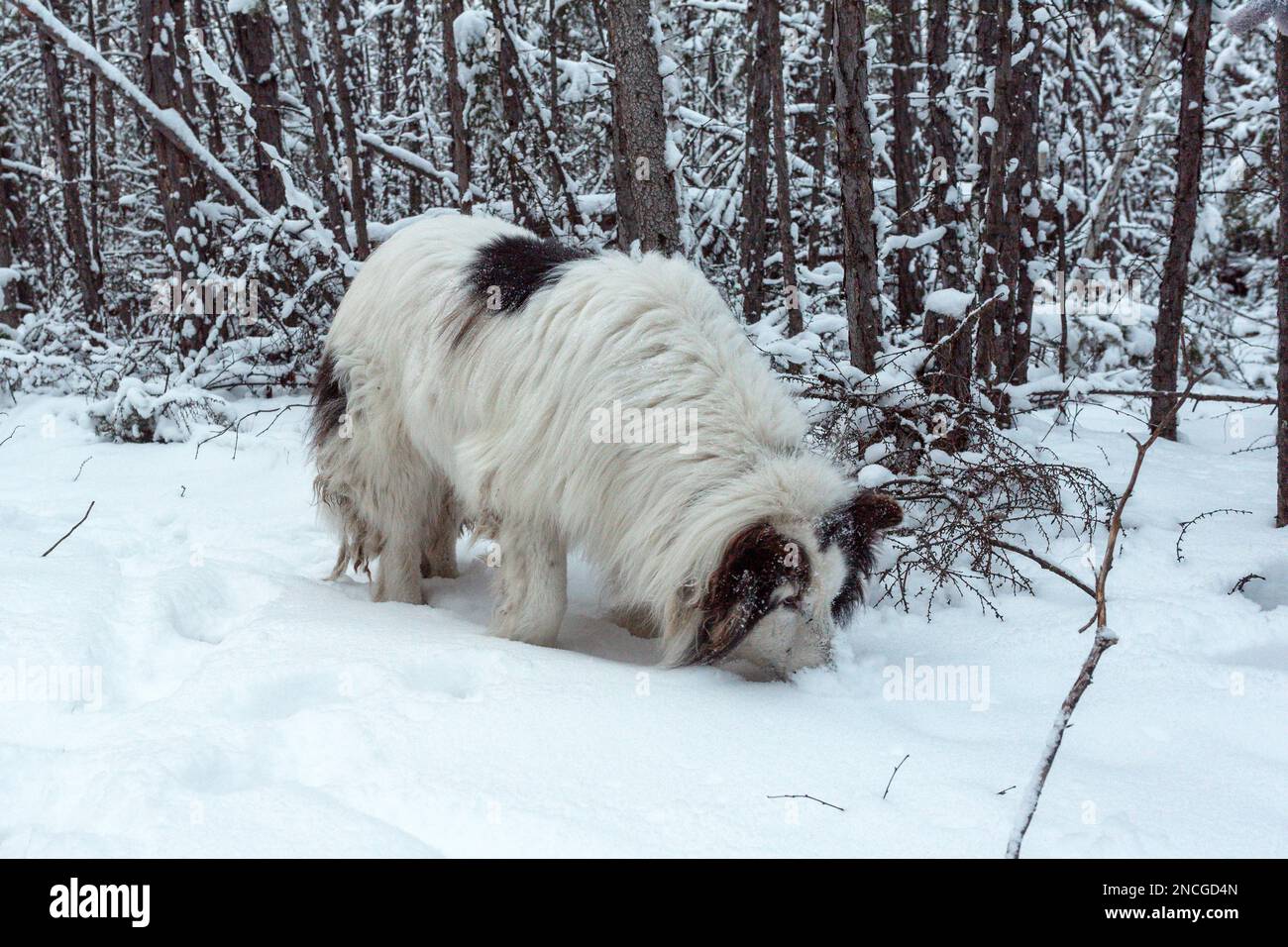 An old white dog of the Yakut Laika breed digs its nose in the snow of ...