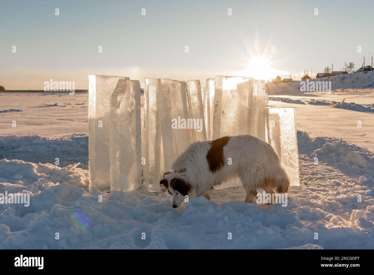 An old white dog of the Yakutian Laika breed walks past the carved ice ...