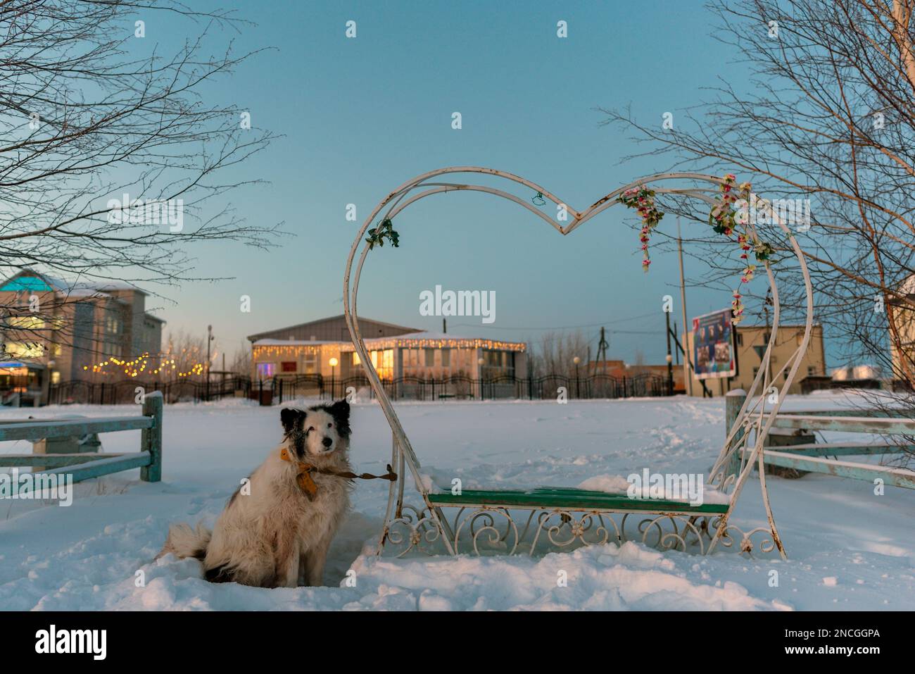 An old white dog sits shyly and sadly on a leash left in the snow next ...