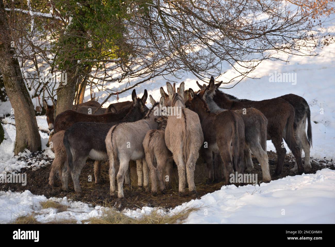 Donkeys in winter sheltered from the snow under a tree in Savoie i ...