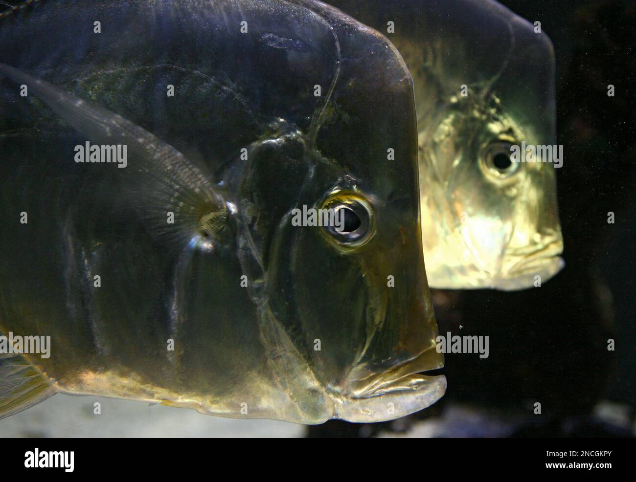 Selene fish are showing in an aquarium of the Oceanographic Museum of ...