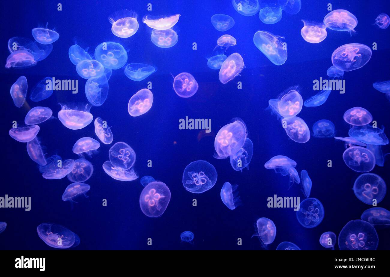 Moon Jellyfish are showing in an aquarium of the Oceanographic Museum ...