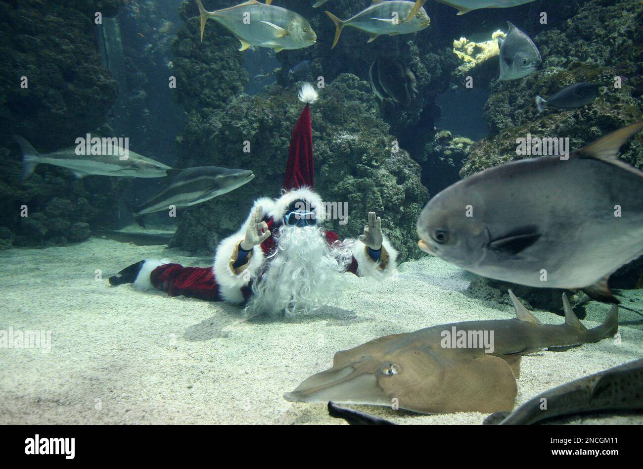 Four times world record holder in free immersion, Pierre Frolla of ...