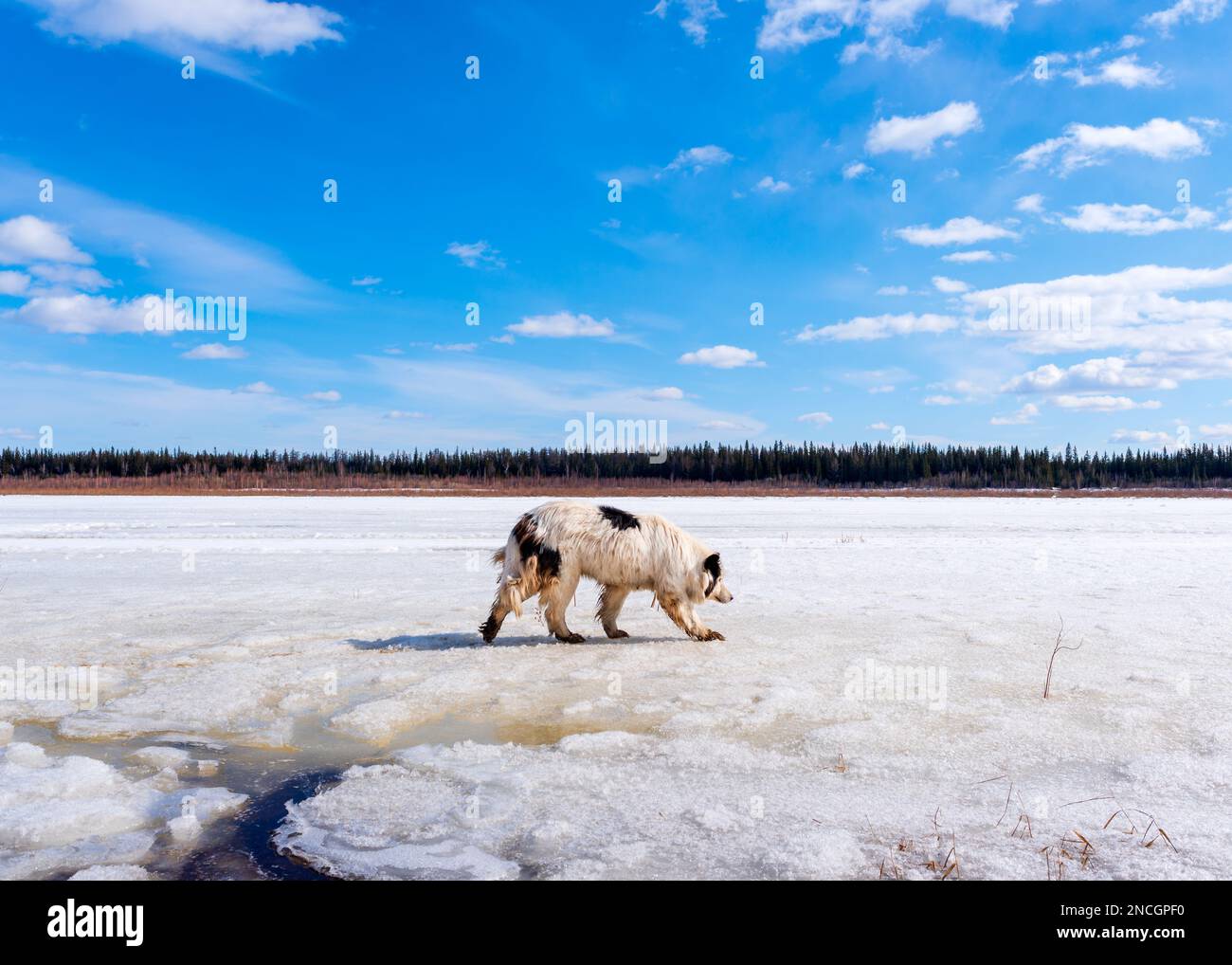 An old white dog walks alone sniffing on the spring ice of the river ...