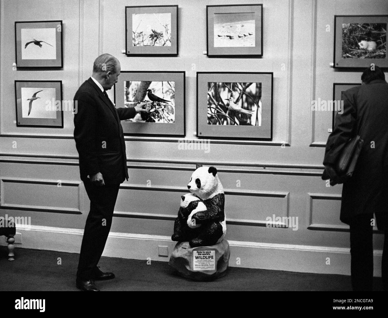 The Hon. Aylmer Tryon looks at some of the photographs taken by H.R.H ...