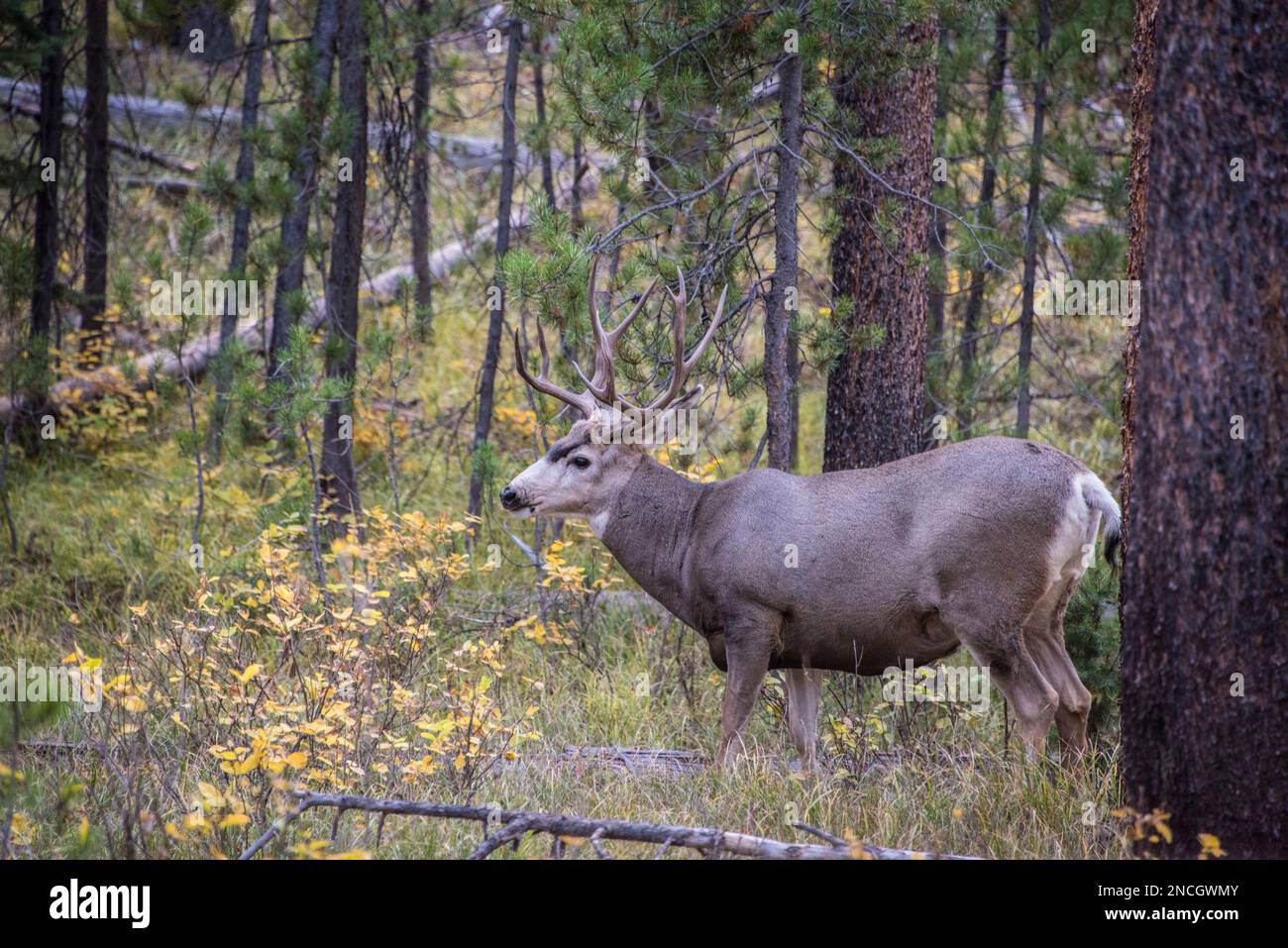 Four point mule deer buck hi-res stock photography and images - Alamy