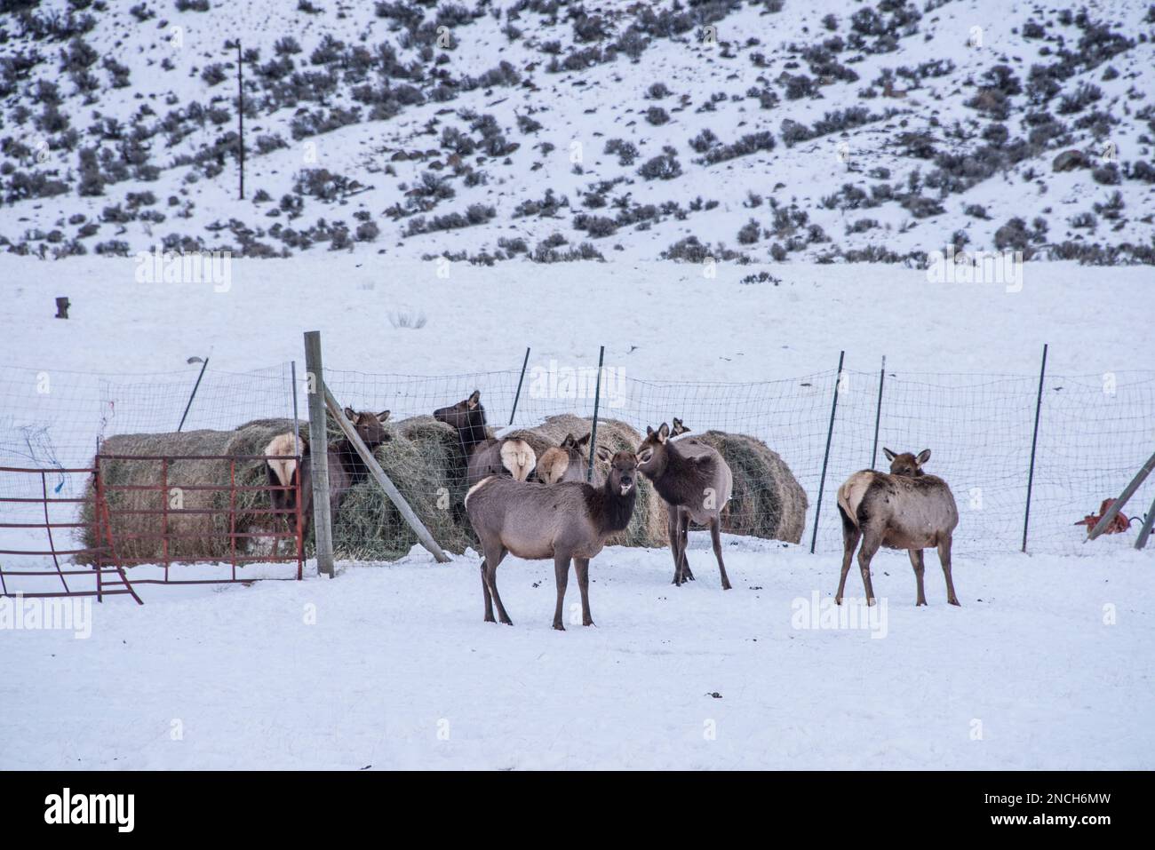 Rado collar hi-res stock photography and images - Alamy