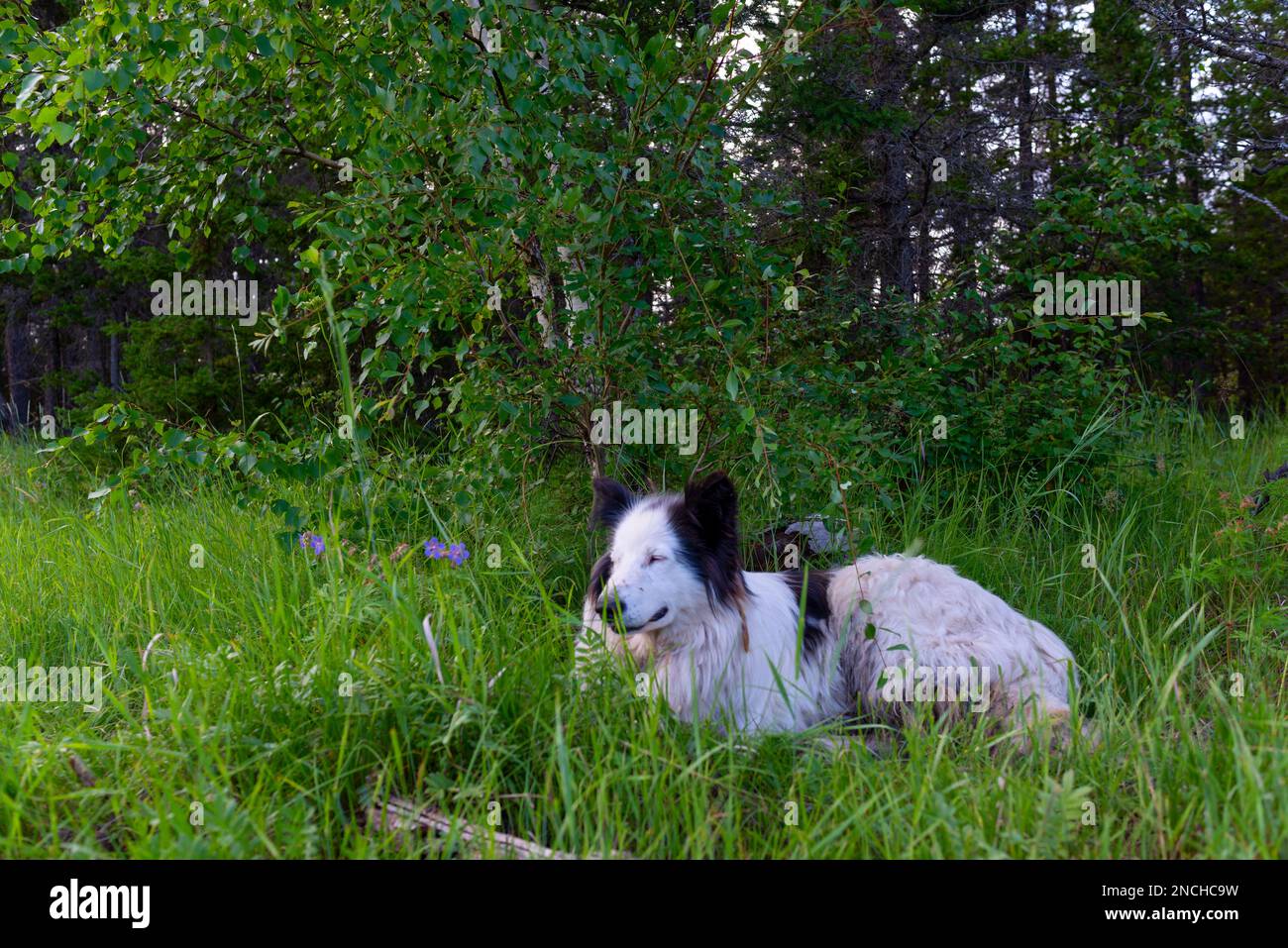 White dog Yakutian Laika lies on green grass in a spruce forest smiling ...
