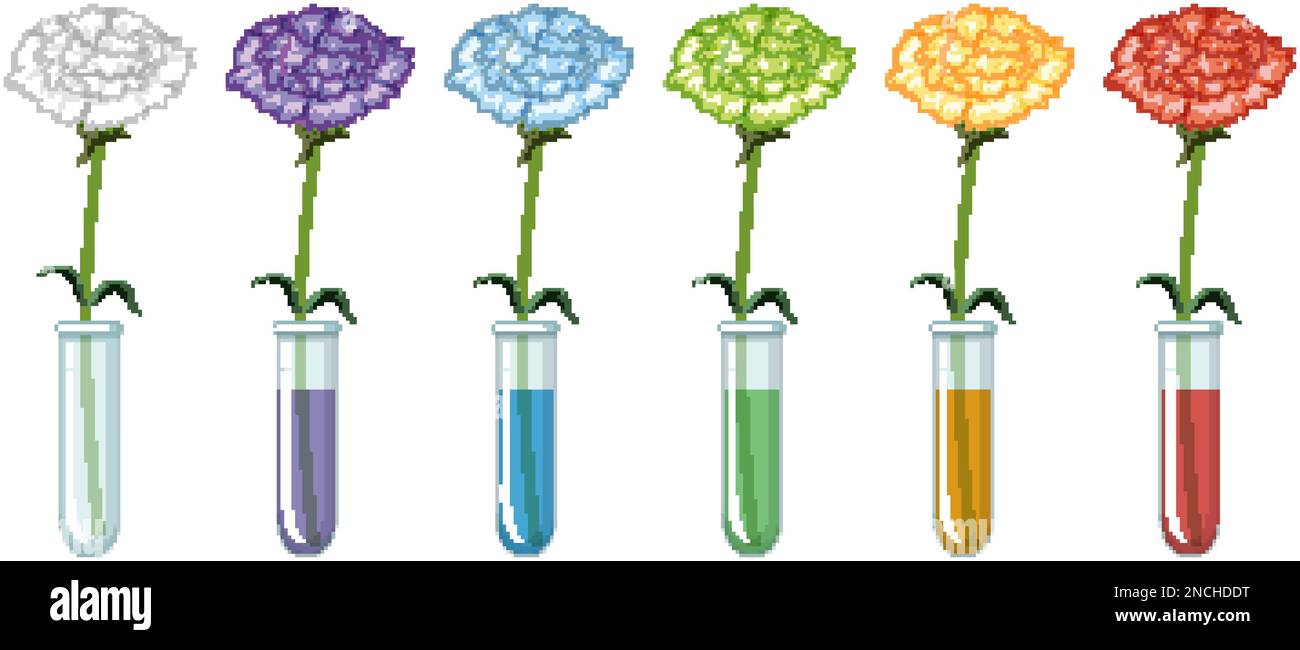 Colour changing flower science experiment illustration Stock Vector ...