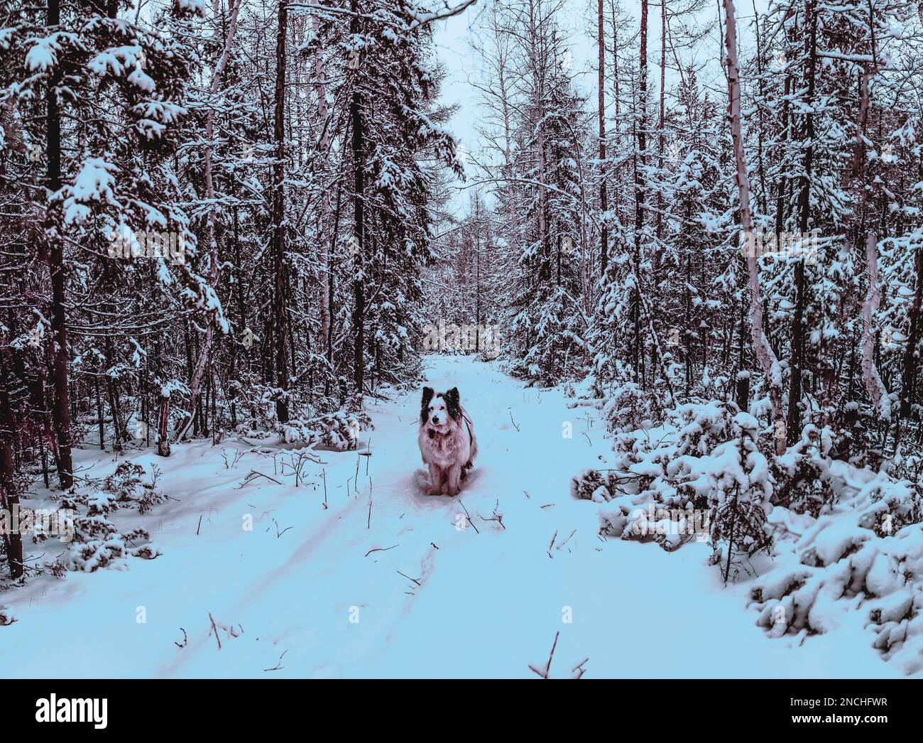 Abstract cyberpunk style photo of an old white dog standing in the snow ...