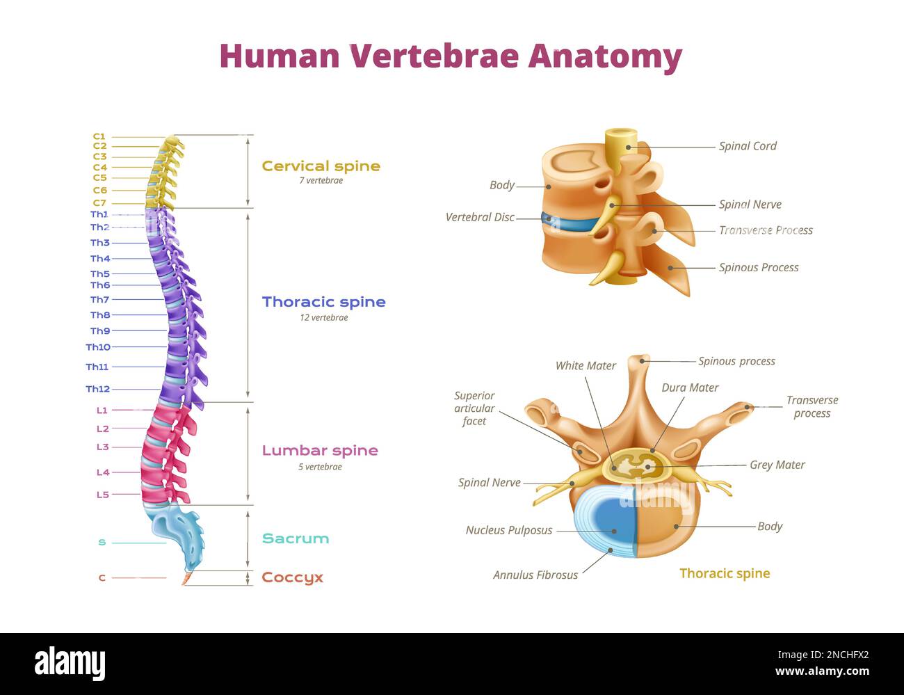 Vertebrae spinal cord anatomy infographics with color coded zones of ... Vertebrae spinal cord anatomy infographics with color coded zones of ...