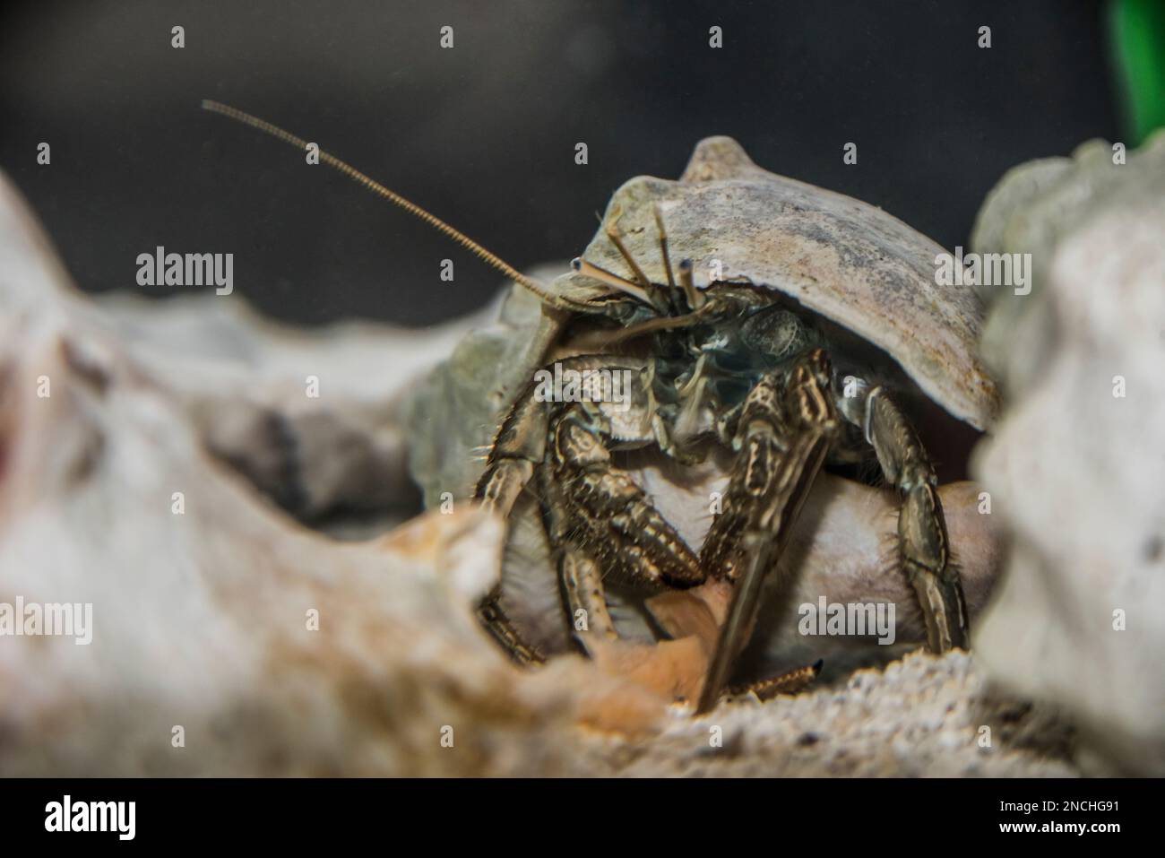 A hermit crab inside a shell at the Aquarium at Virginia Beach ...