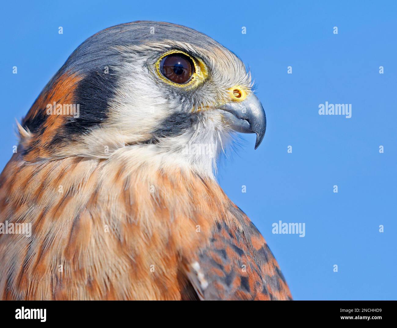 Closeup of an American Kestrel, Laval, Canada Stock Photo - Alamy