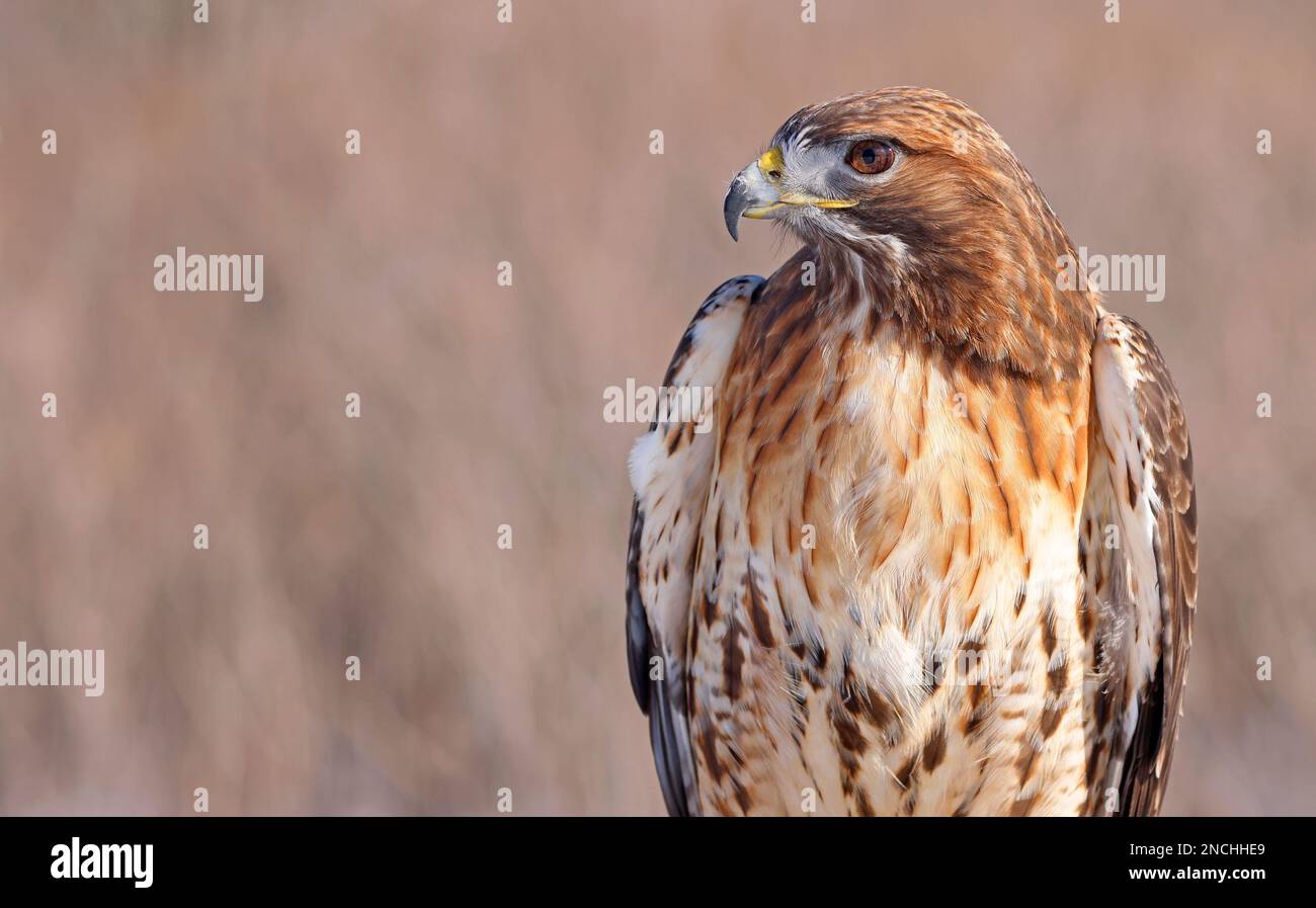 Red-tailed Hawk portrait, Quebec, Canada Stock Photo - Alamy