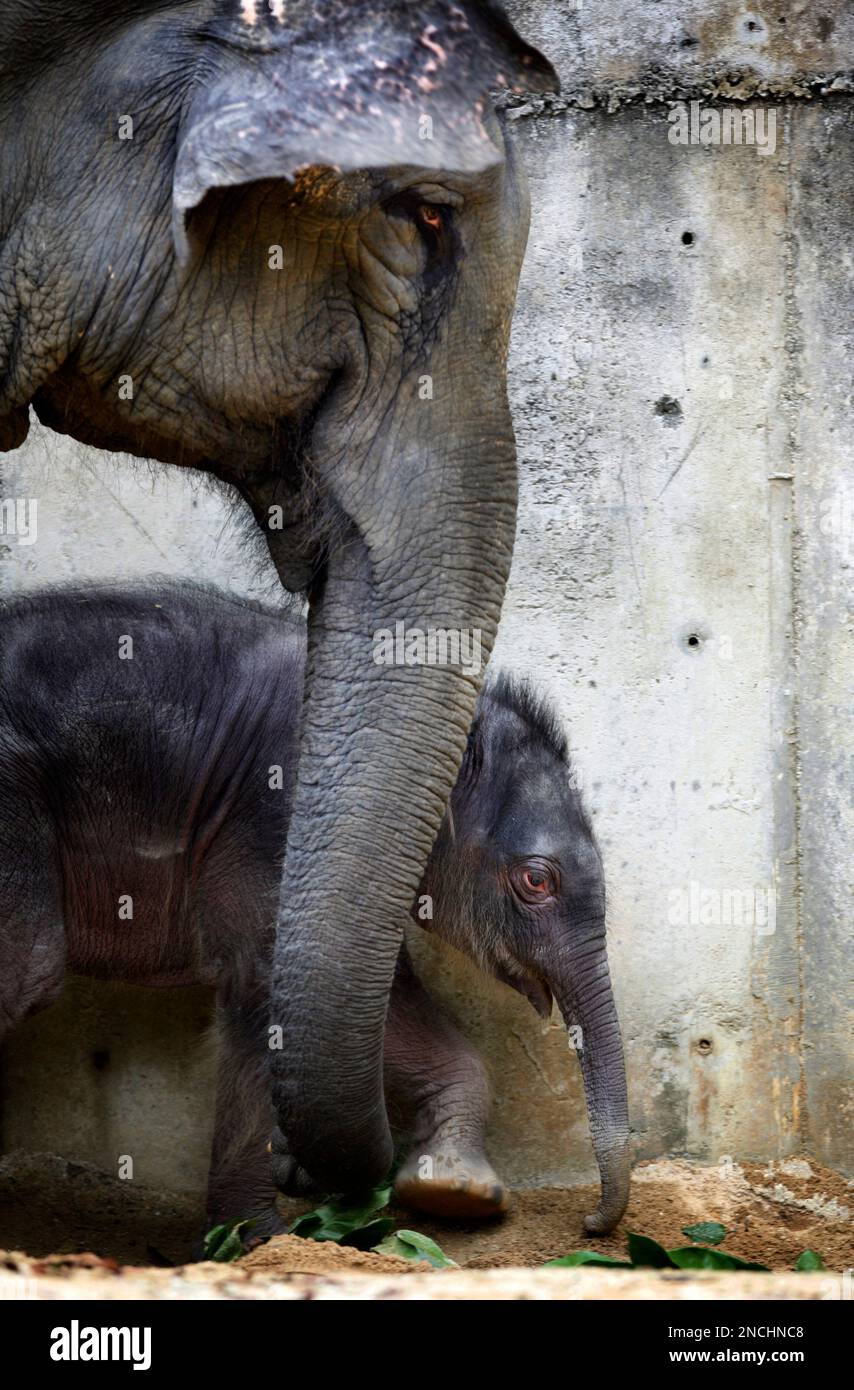 A 2-week old male baby elephant is dwarfed next to his 25-year old ...