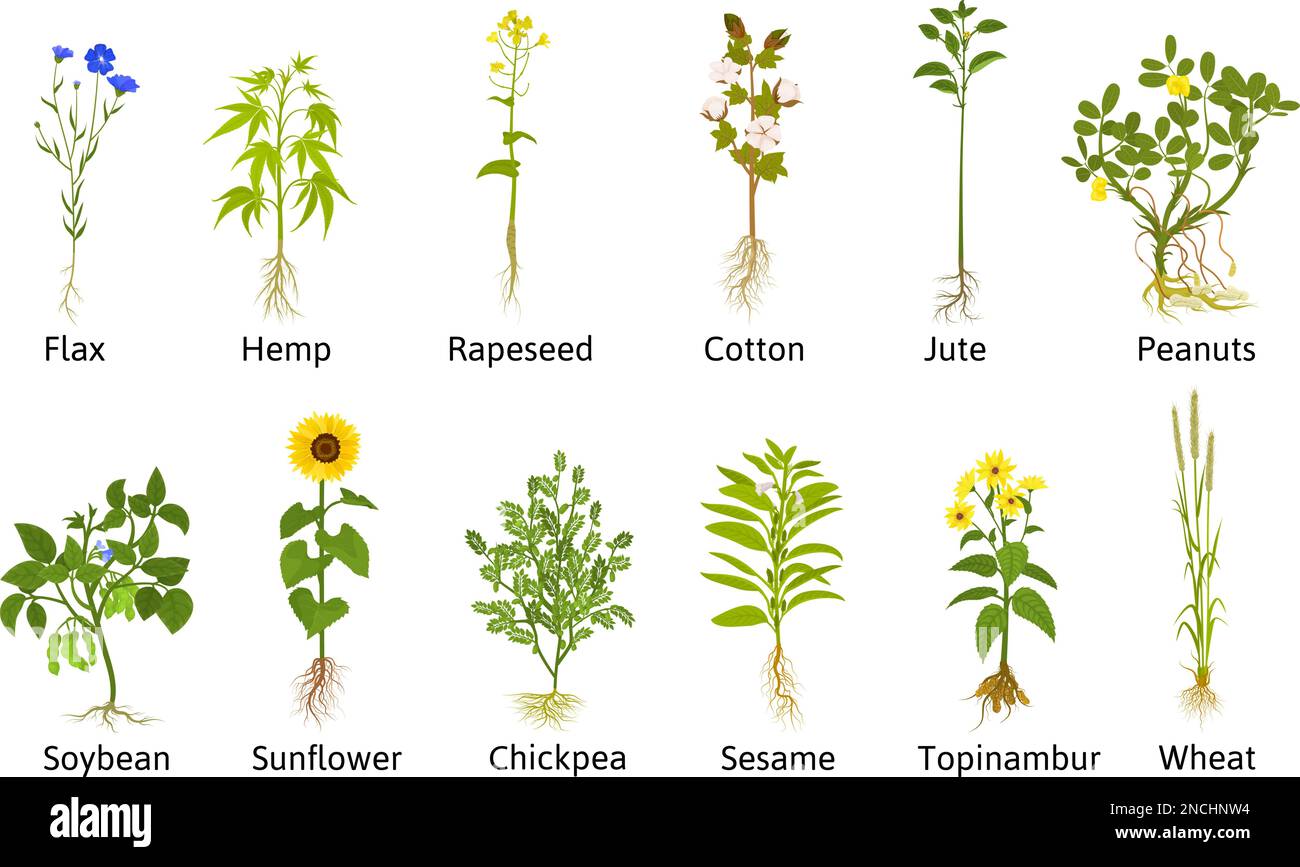 Technical flowers plants set with flat isolated icons of flax cotton ...