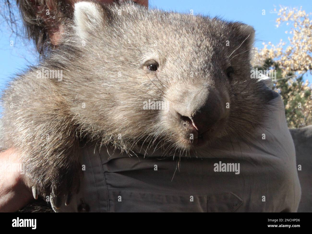 Androo Kelly of the Trowunna Wildlife Park in Australia holds Otto, a ...