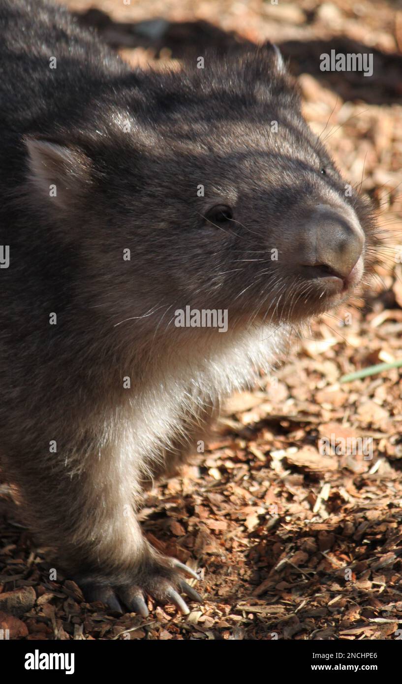 Otto, a Tasmanian wombat, waddles around the zoo's newest exhibit in ...