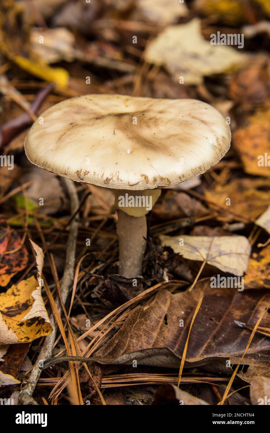 A mushroom fungus emerges from forest floor in Great Dismal Swamp ...
