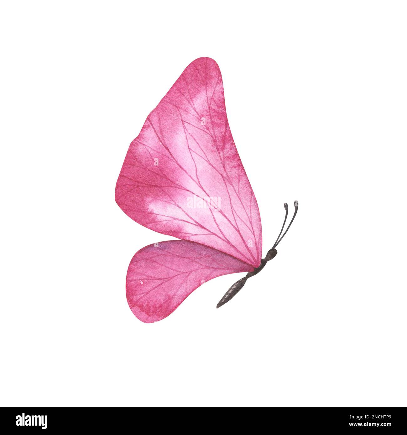 Magenta butterfly with detailed wings isolated on white background ...