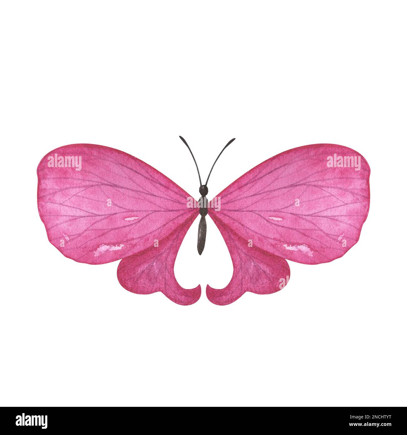 Magenta color light butterfly with detailed wings isolated on white ...