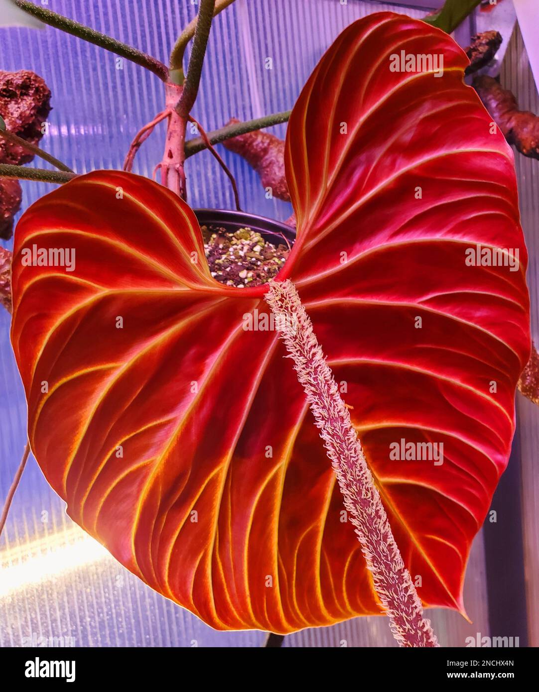 Close up of a stunning red back leaf of Philodendron Verrucosum Amazon ...