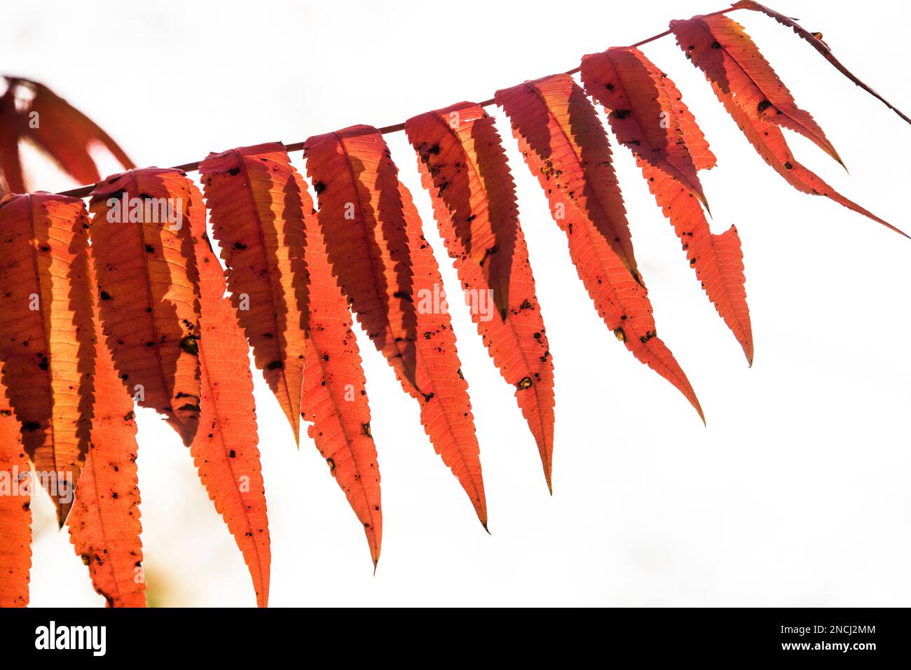 A red compound leaf on a white background Stock Photo - Alamy