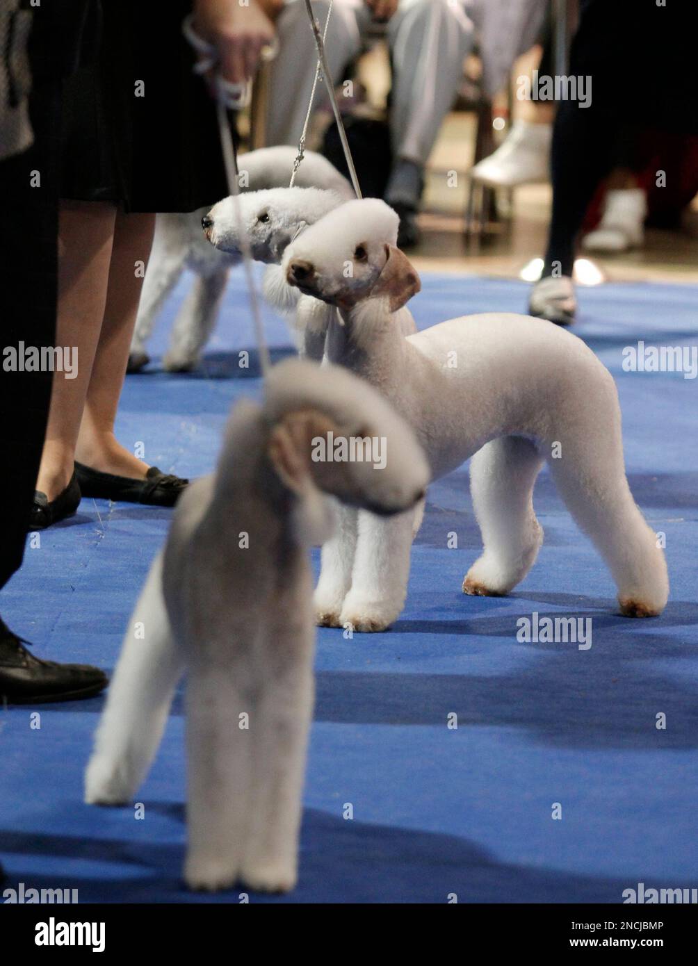 Bedlington terriers compete during the "Best in Breed" competition ...