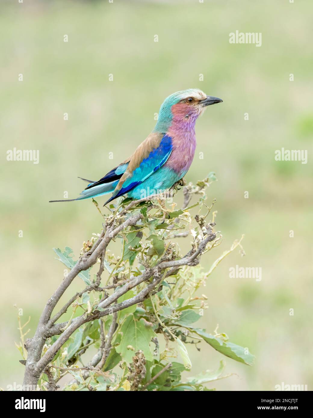Colourful african lilac breasted hi-res stock photography and images ...
