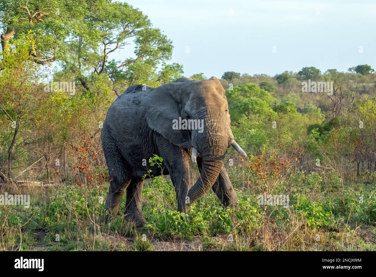 Single African Elephant walking through the African Bush Stock Photo ...