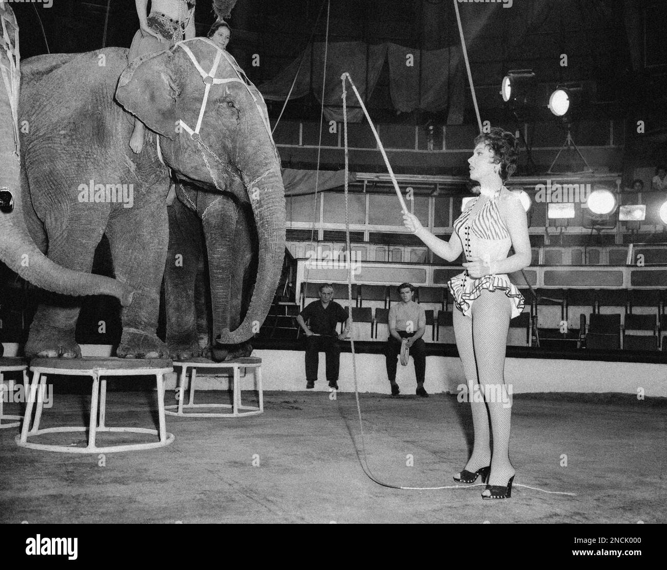 Gina Lollobrigida, trains an elephant, during rehearsals for her Paris ...