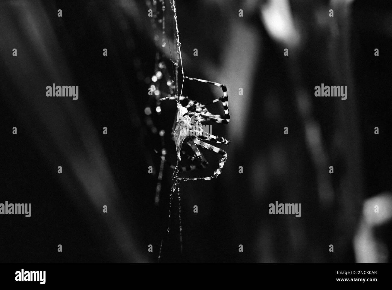 A small grasshopper snared in a spider’s web is unwrapped for breakfast in Everglades, Florida ...