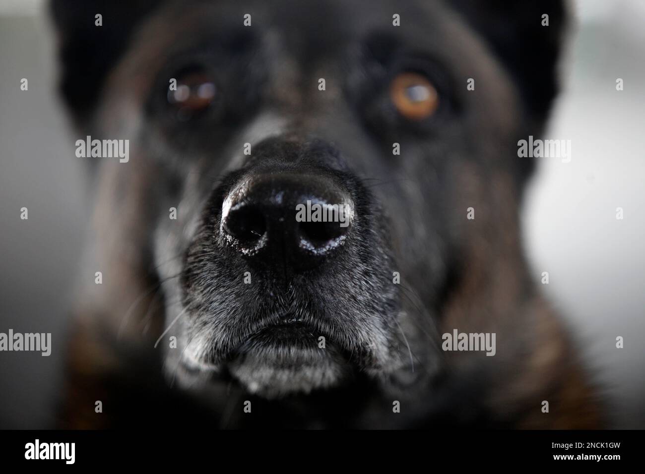 In this Oct. 20, 2010 picture, a dog trained to locate drugs looks on ...