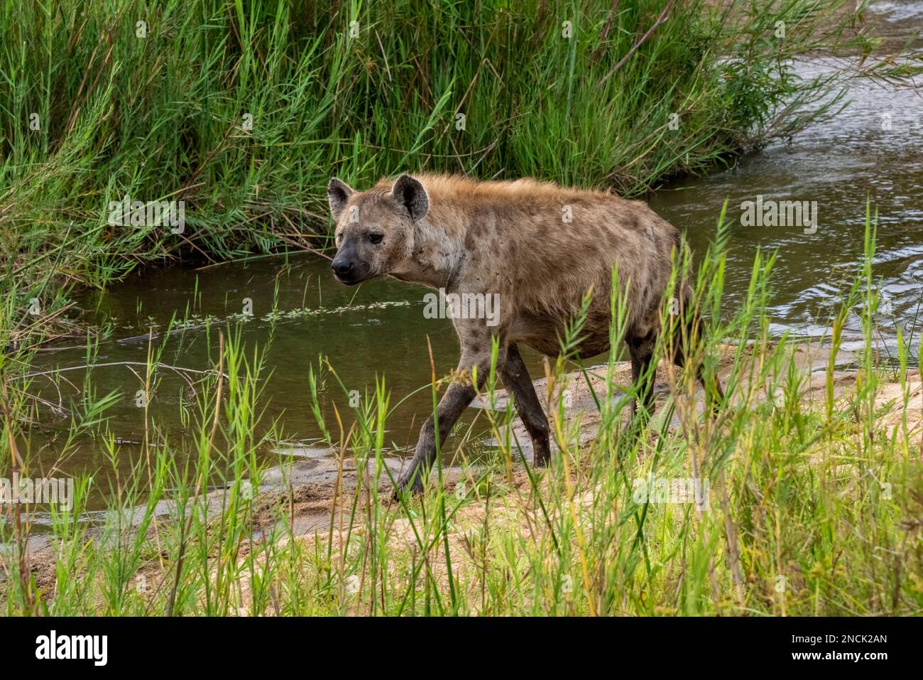 Hyena walking along the Bank of the Sand River in South Africa Stock ...