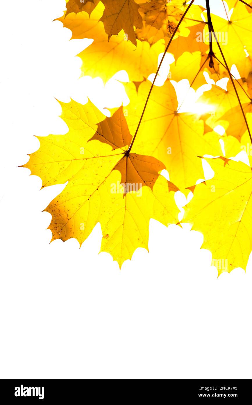 Autumn frame with falling leaves . Autumn leaves border. Colorful ...