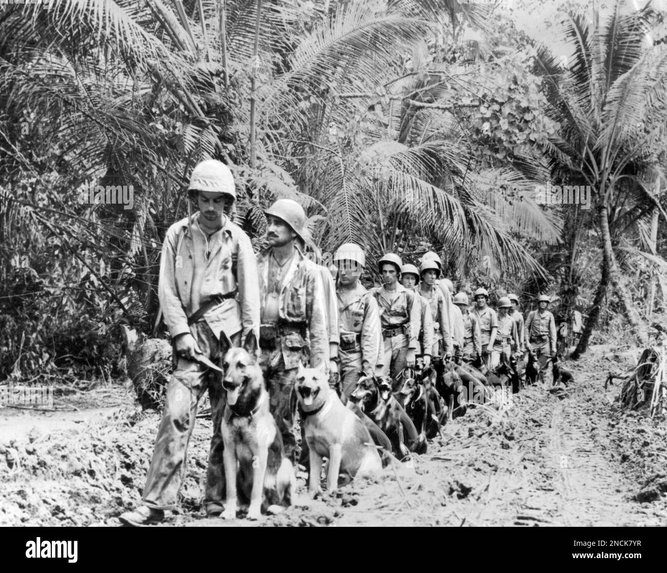 Marine Raiders and their jungle-trained Devil Dogs are ready to go to ...
