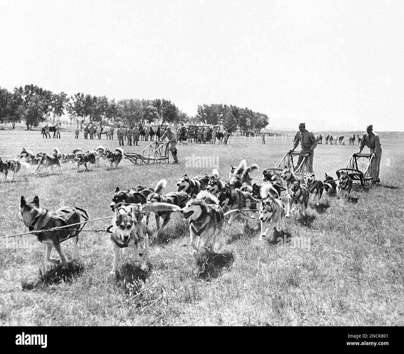 Graduation ceremonies were held for six infantry war dog platoons on ...