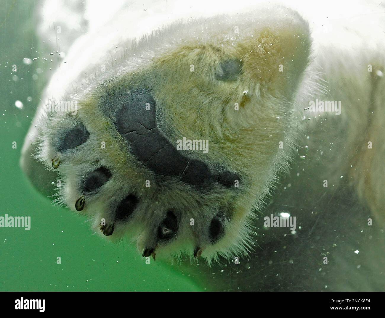 The paw of a swimming polar bear, enjoying the first snow, is pictured ...