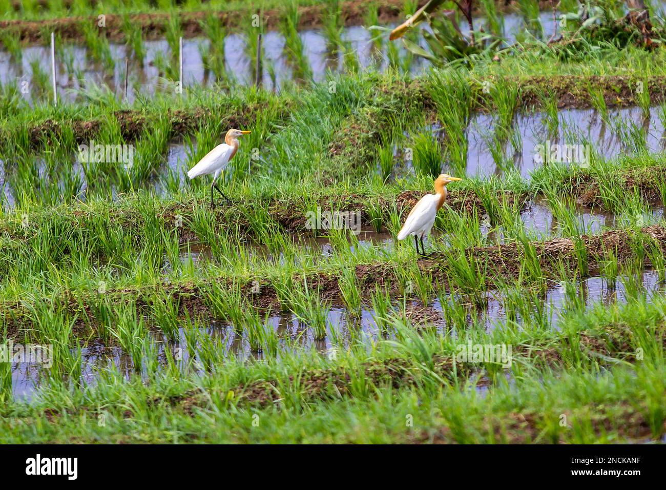 Tanjungsari, West Java, Indonesia. 15th Feb, 2023. Little egret ...