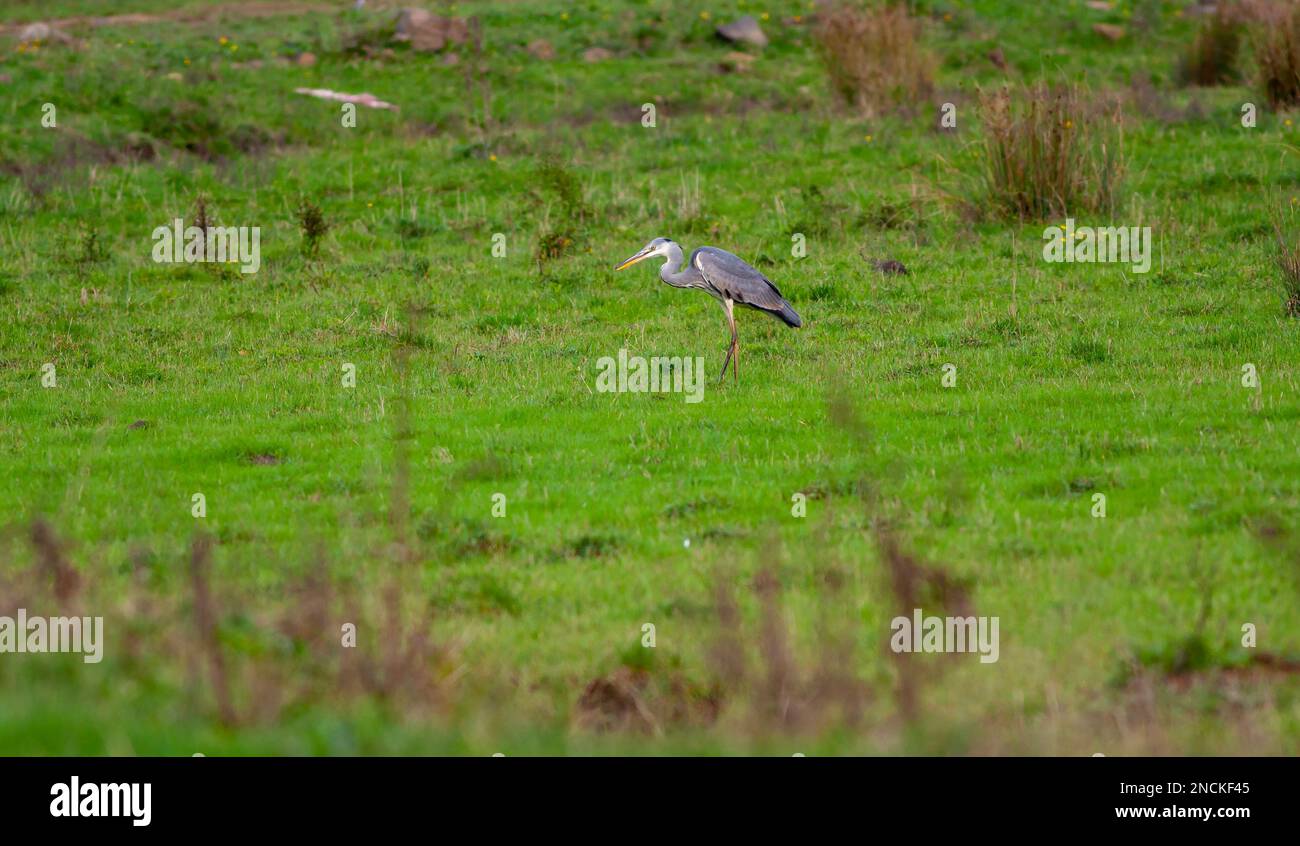 great gray waterfowl spreads its wings, Great Egret, Ardea alba Stock ...