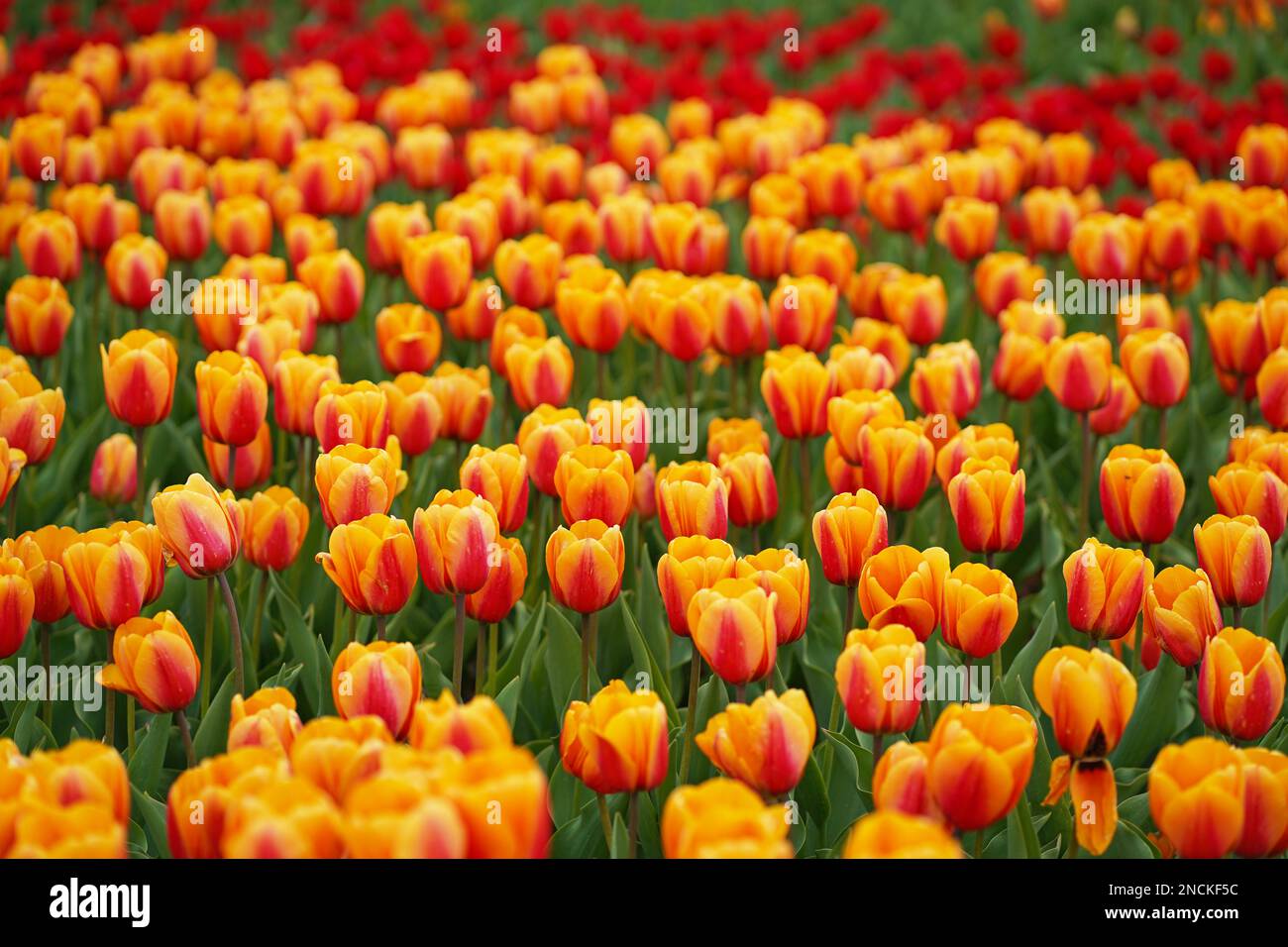 Colorful multi-colored tulips fields. Spring countryside background ...