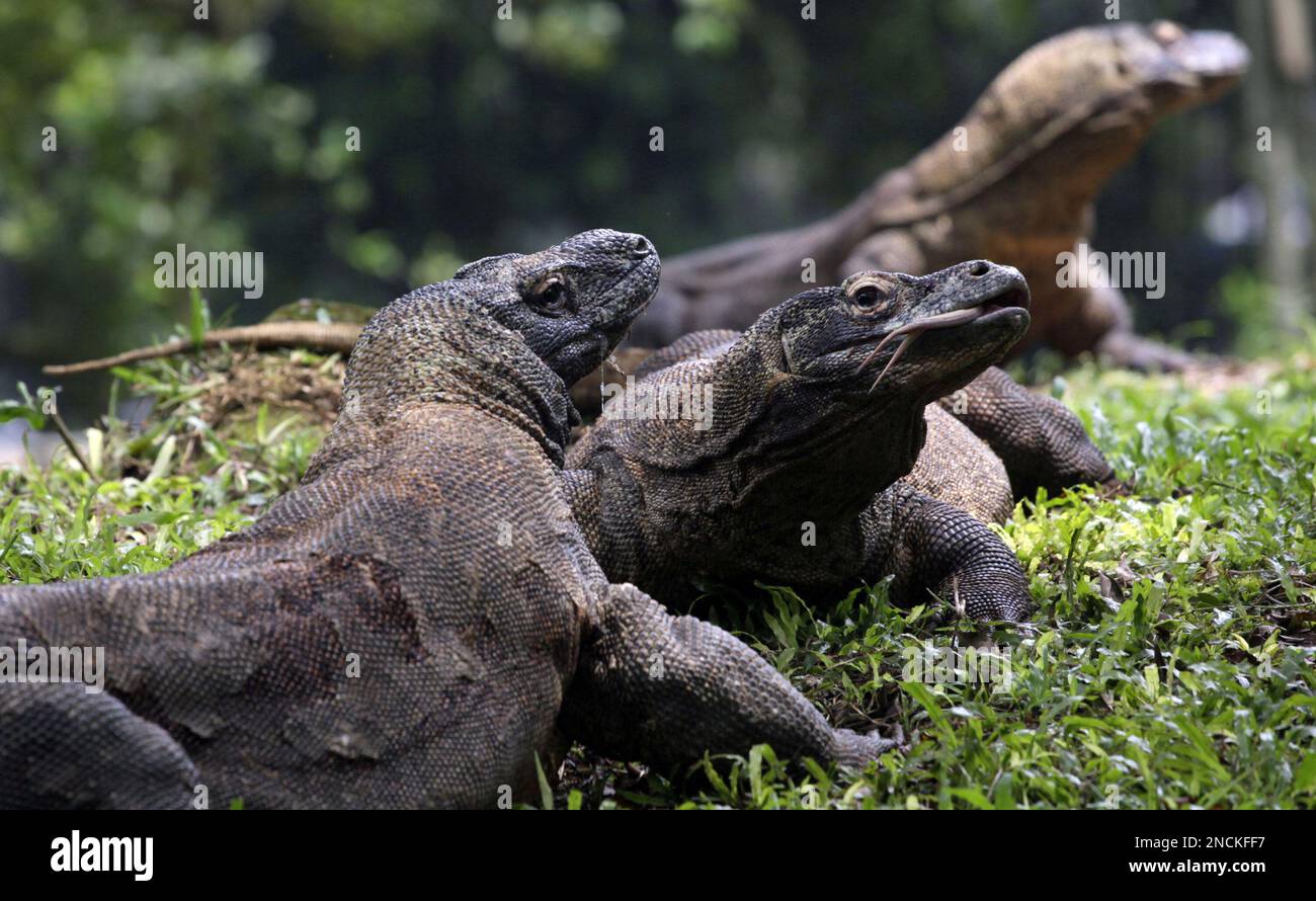 Komodo Dragons gather in enclosure at Ragunan zoo in Jakarta, Indonesia ...