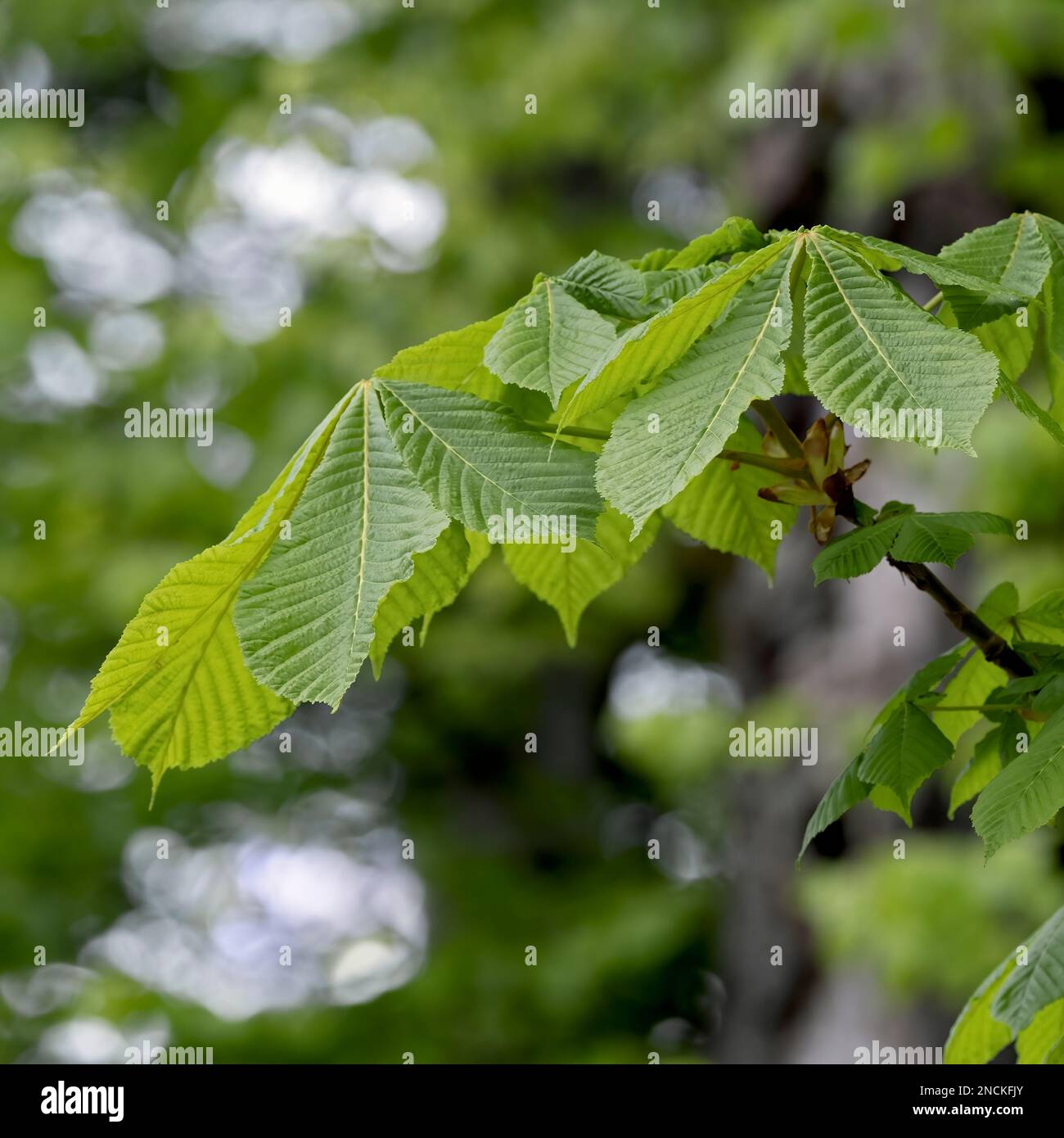 closeup of fresh, young leaves of a chestnut tree in spring with blurry ...