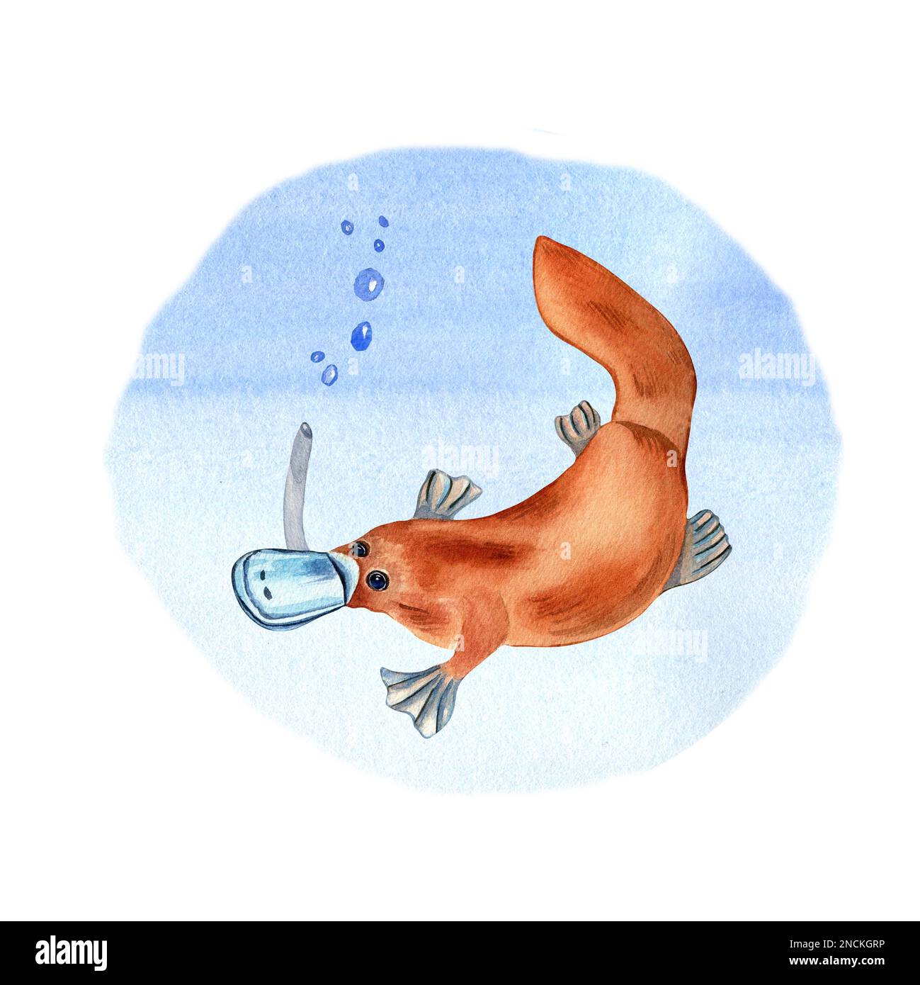 Cartoon platypus swimming watercolor illustration isolated on white ...