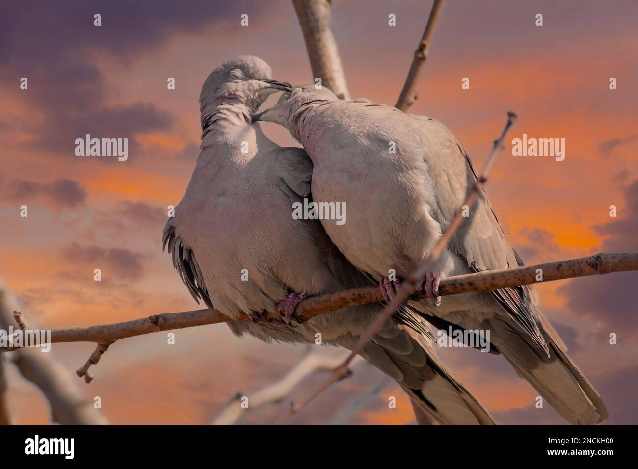 two doves in a tree together with love, Eurasian Collared Dove ...