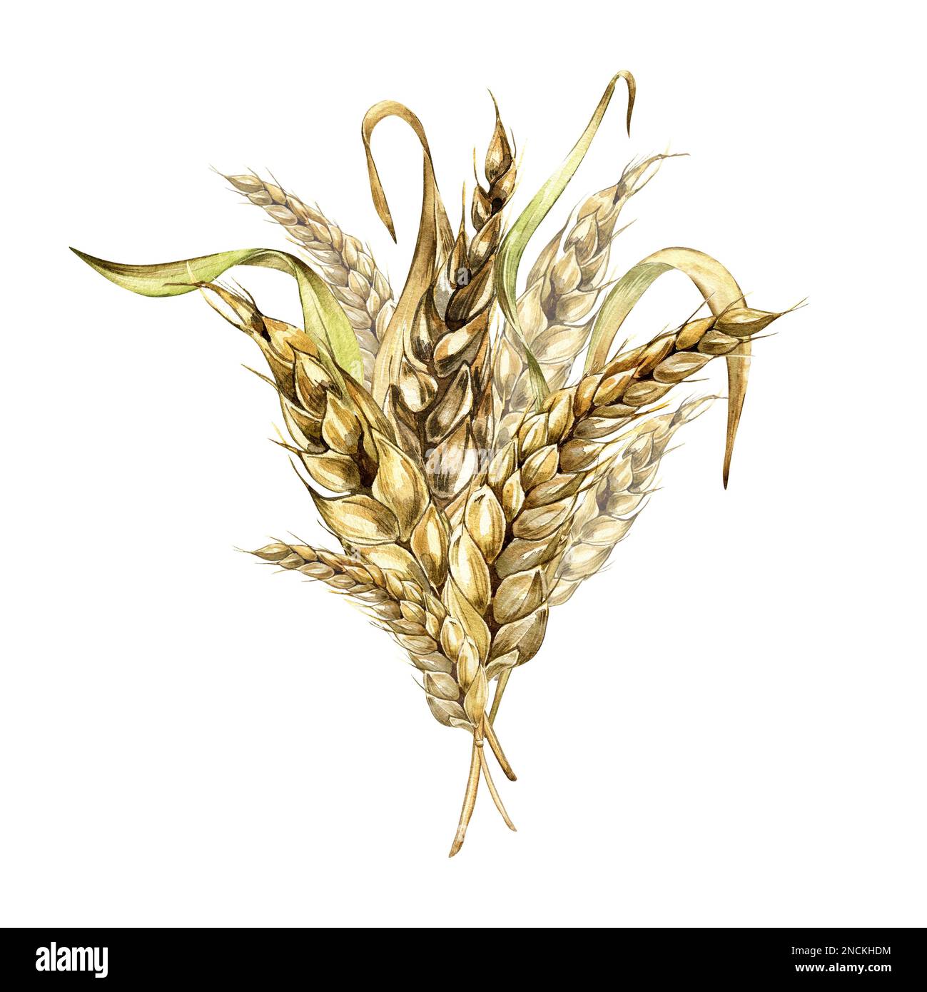 Wheat ear bunch watercolor illustration isolated on white background ...